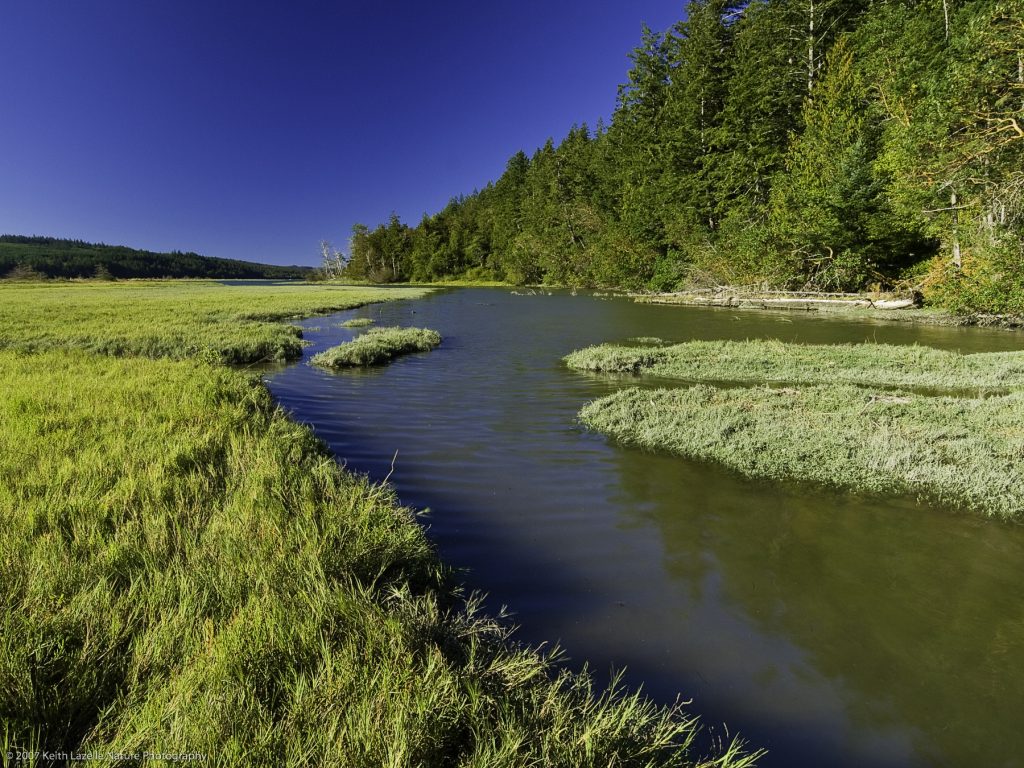 Dabob Bay Natural Area Shoreline 2014 - Wildlife Recreation and Coalition