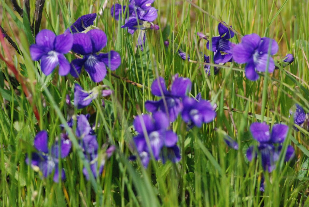 PRISM_Violets - Wildlife Recreation and Coalition