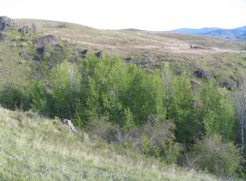 PRISM_Big Bend Shrub-Steppe Restoration(3) - Wildlife Recreation and ...