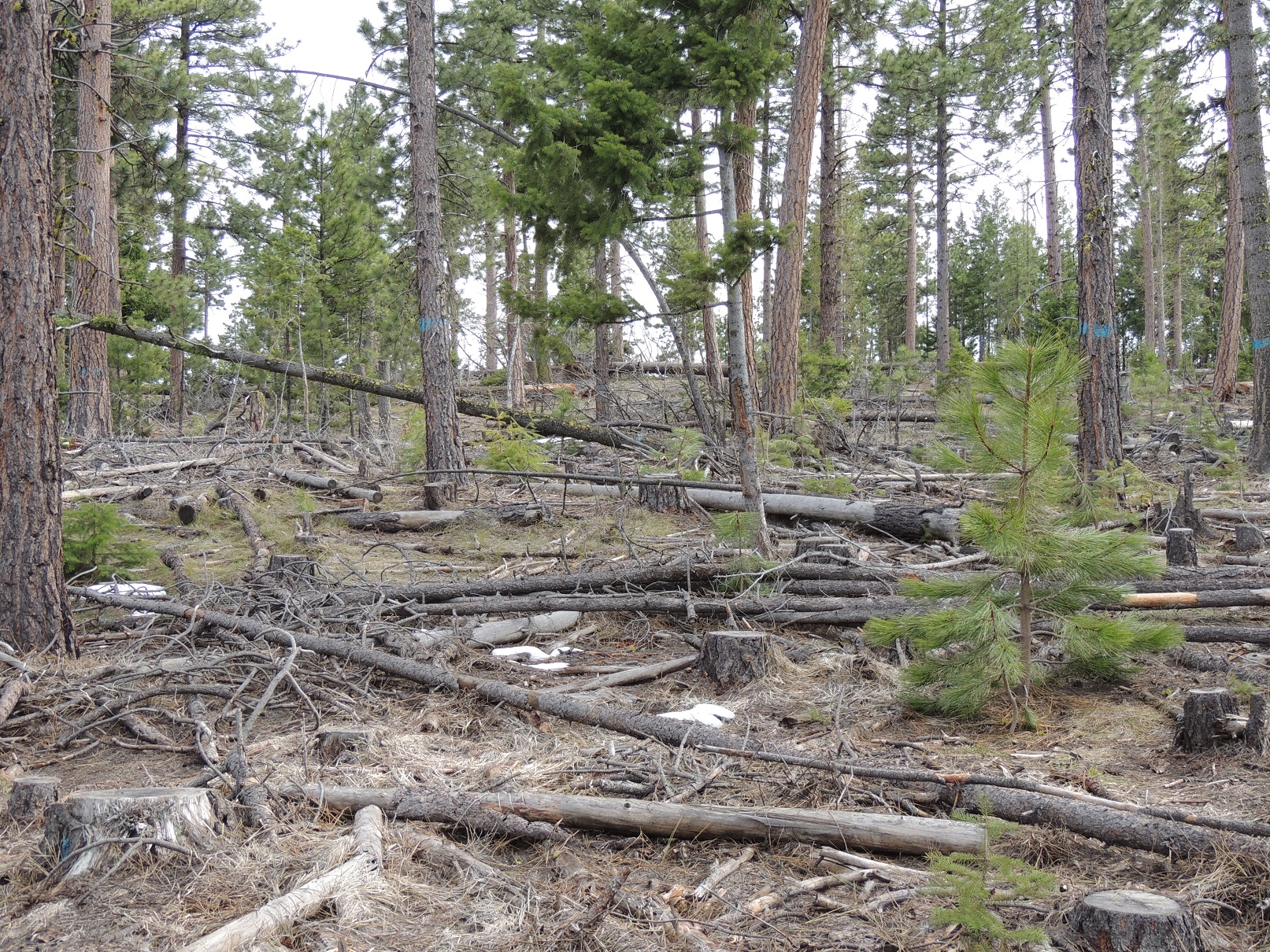 Colockum Forest Health - Wildlife Recreation and Coalition