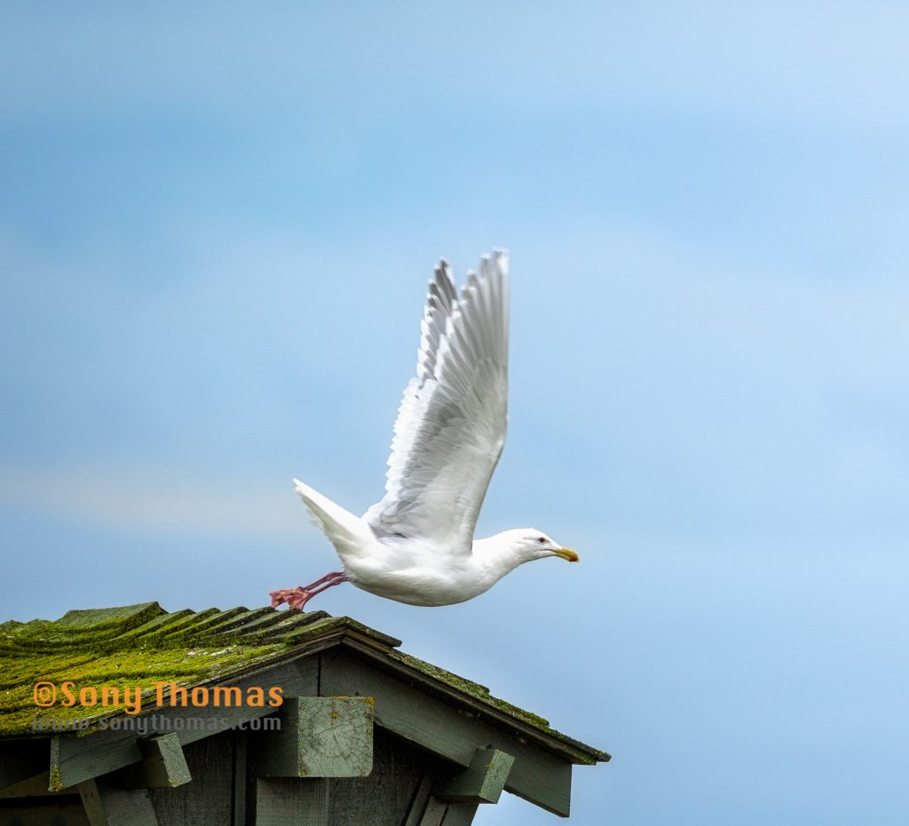 Flight - Wildlife Recreation and Coalition