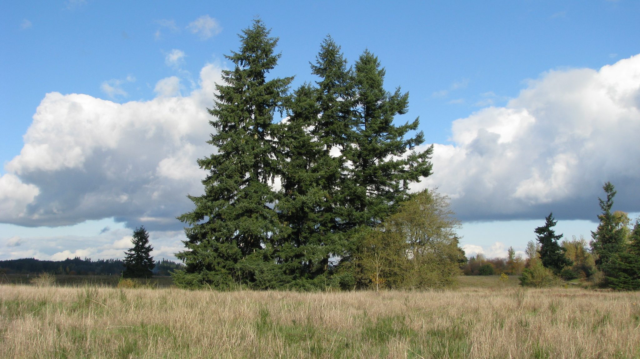 large conifers - Wildlife Recreation and Coalition